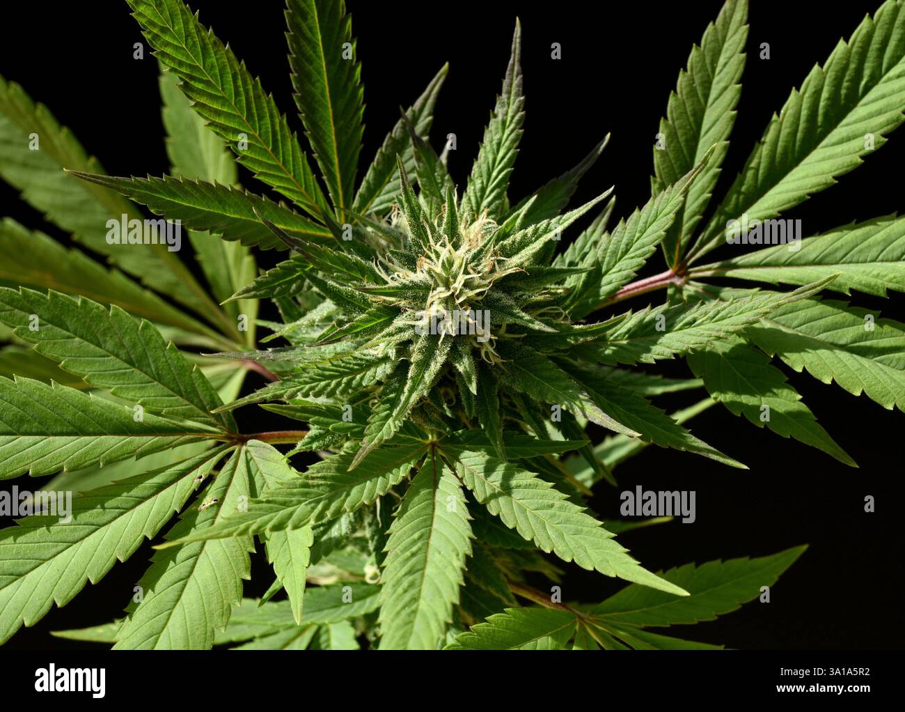 Hemp, Cannabis indica is a useful and medicinal plant Stock Photo - Alamy