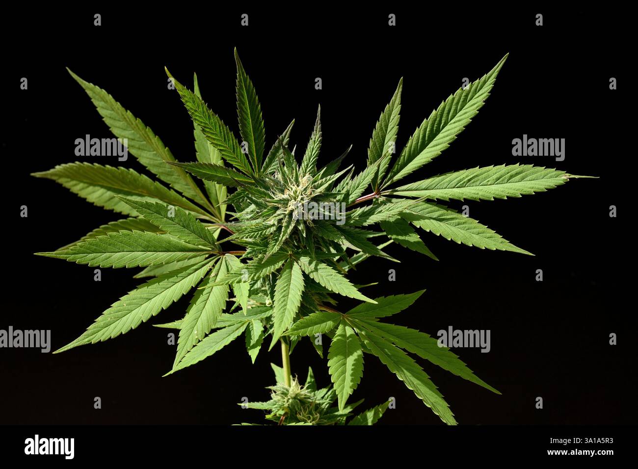 Hemp, Cannabis indica is a useful and medicinal plant Stock Photo - Alamy
