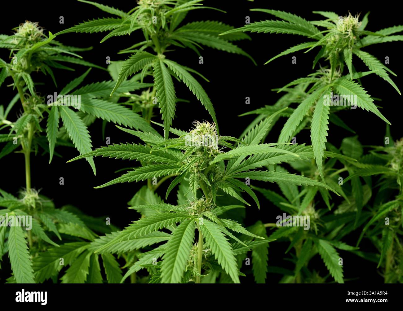 Hemp, Cannabis indica is a useful and medicinal plant Stock Photo - Alamy