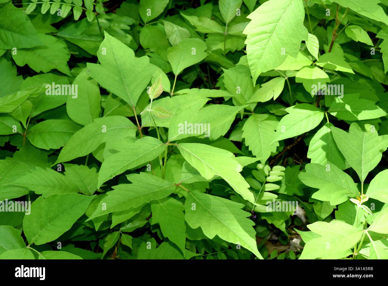 Poison sumac, Rhus radicans grows as a shrub, but is also able to climb ...