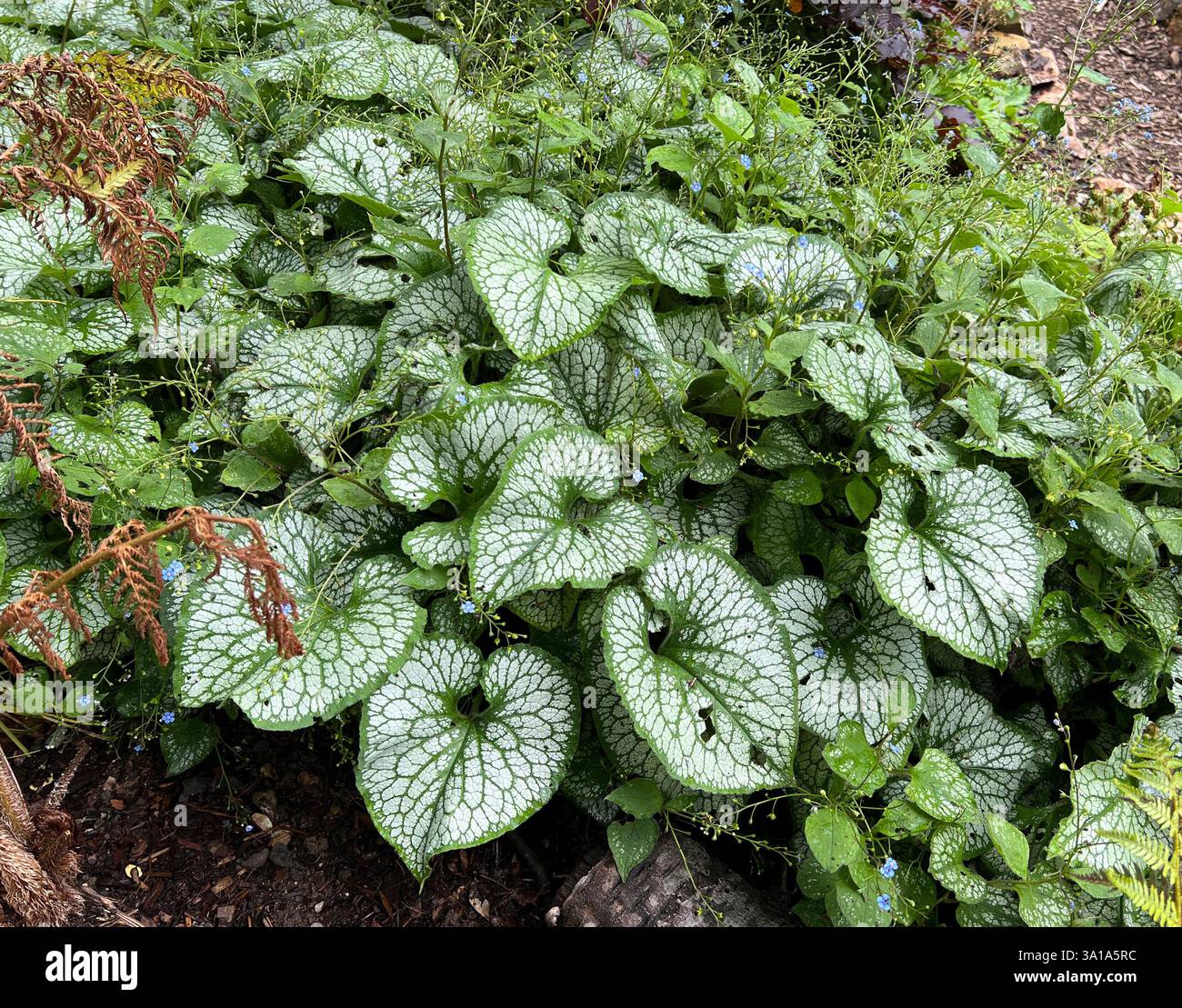 Caucasian forget-me-not, Brunnera, macrophylla is a shade plant with ...