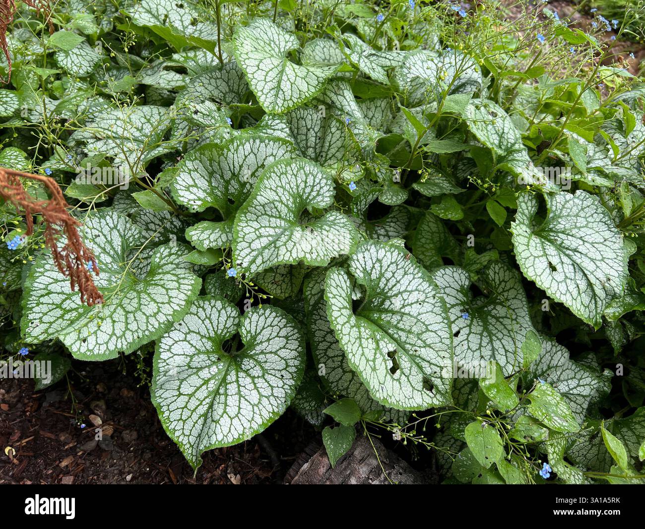 Caucasian forget-me-not, Brunnera, macrophylla is a shade plant with ...