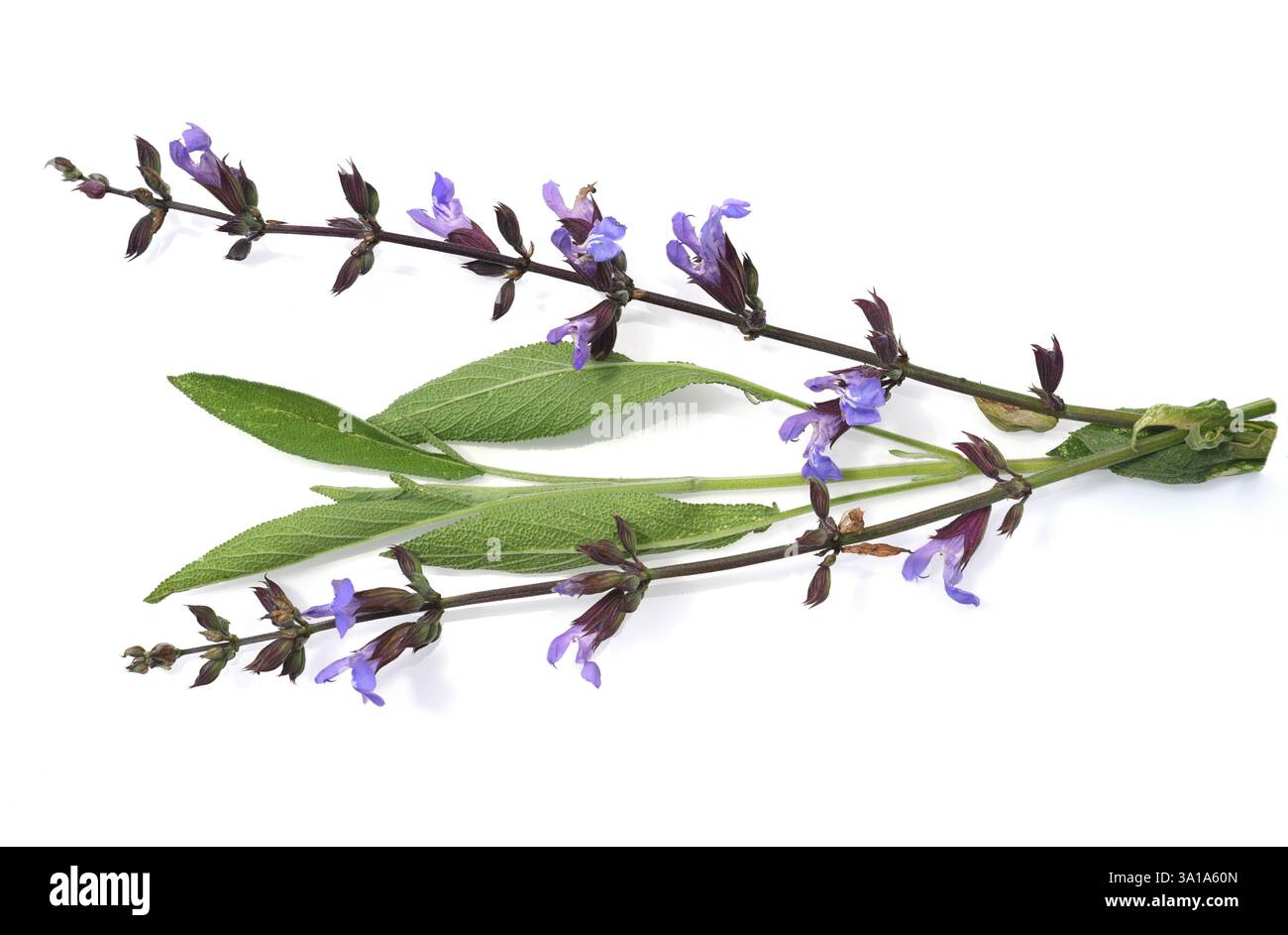 Leaves sage salvia plant Cut Out Stock Images & Pictures - Alamy