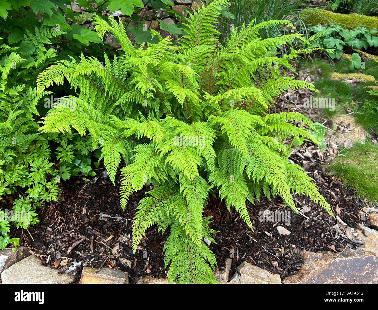 Polystichum setiferum is one of the native forest ferns, unfurls in spring and forms long, bi ...