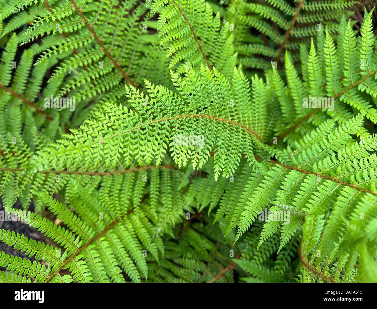 Polystichum setiferum is one of the native forest ferns, unfurls in ...