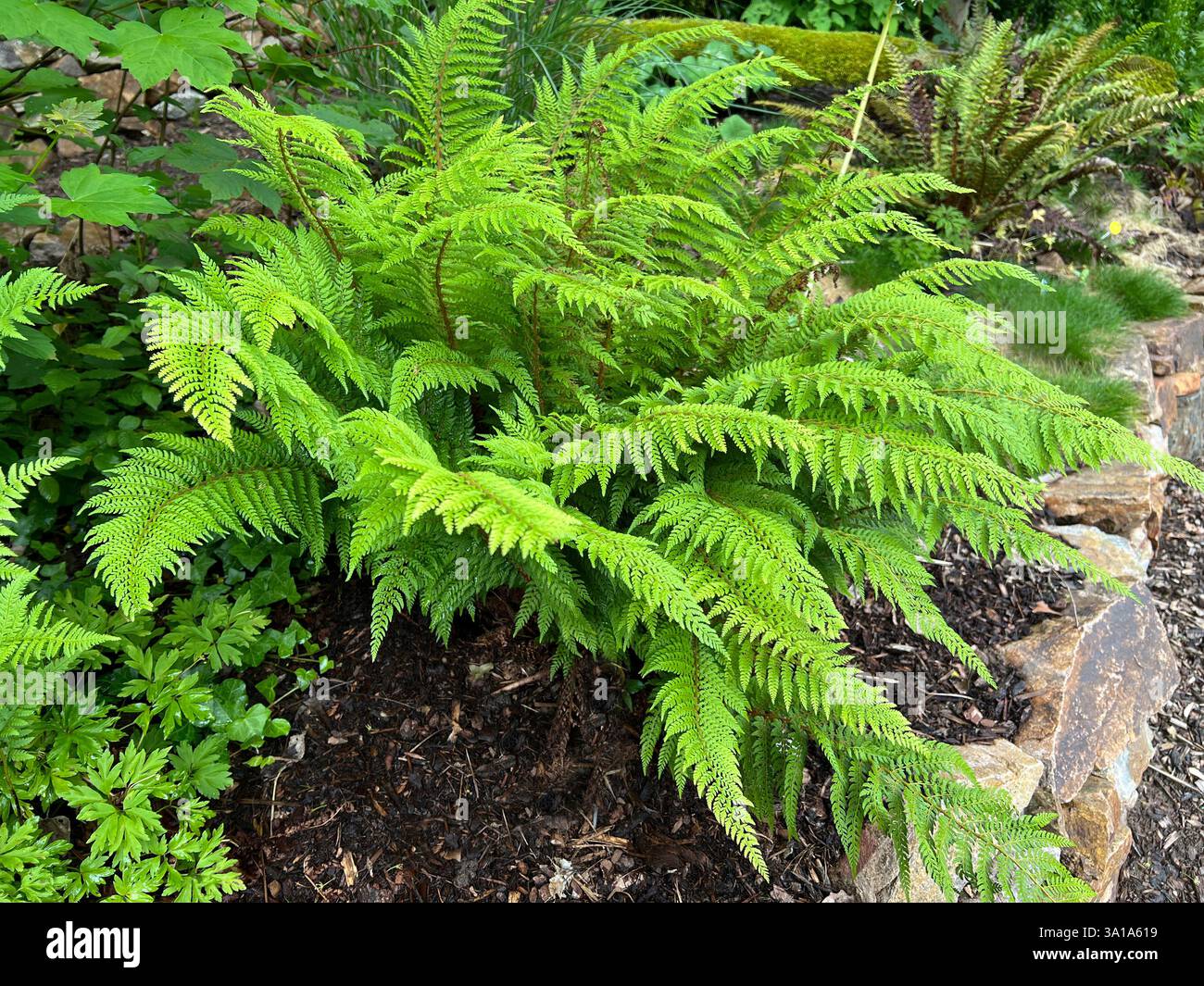 Polystichum setiferum is one of the native forest ferns, unfurls in ...