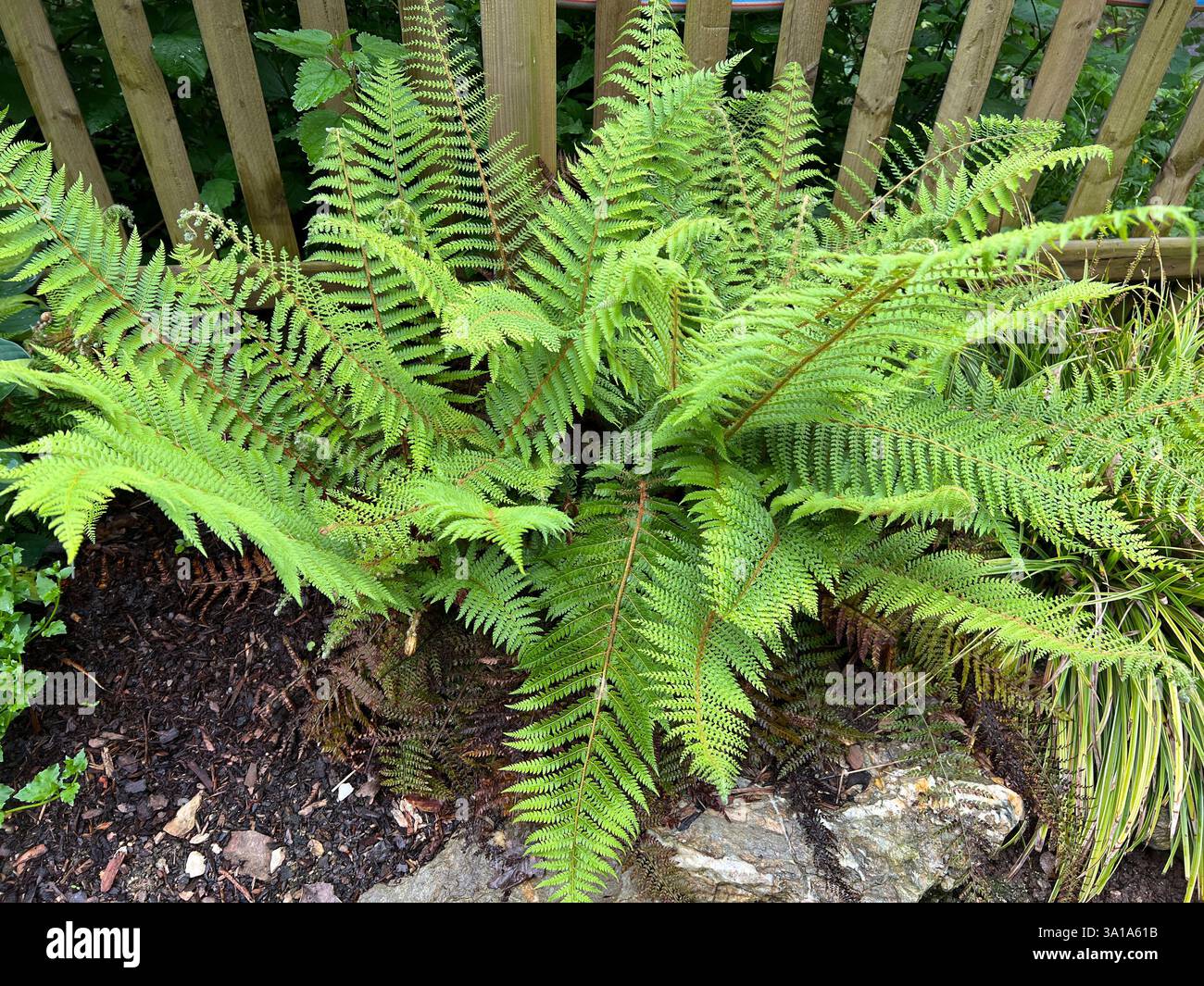 Polystichum setiferum is one of the native forest ferns, unfurls in ...
