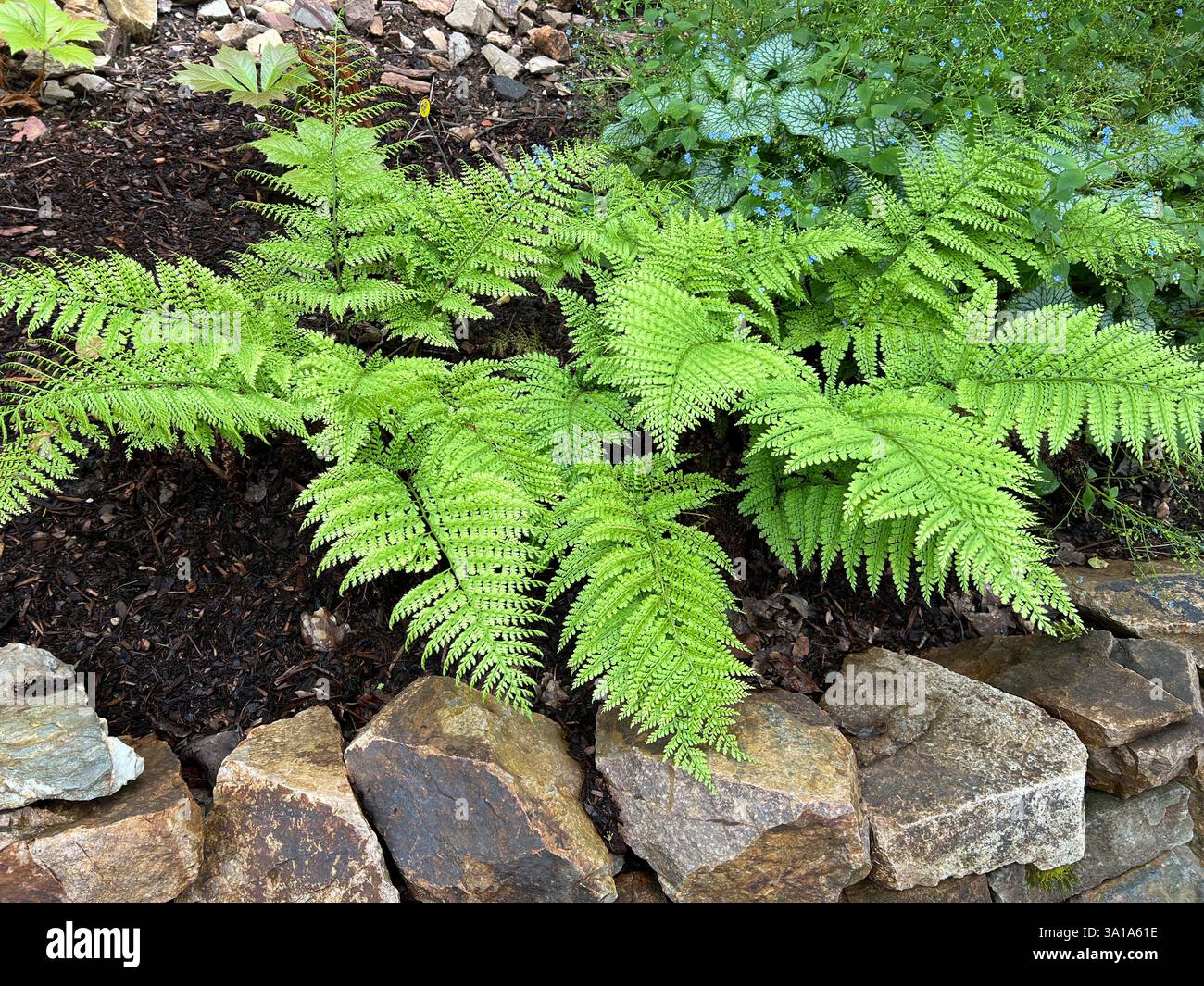 Polystichum setiferum is one of the native forest ferns, unfurls in ...