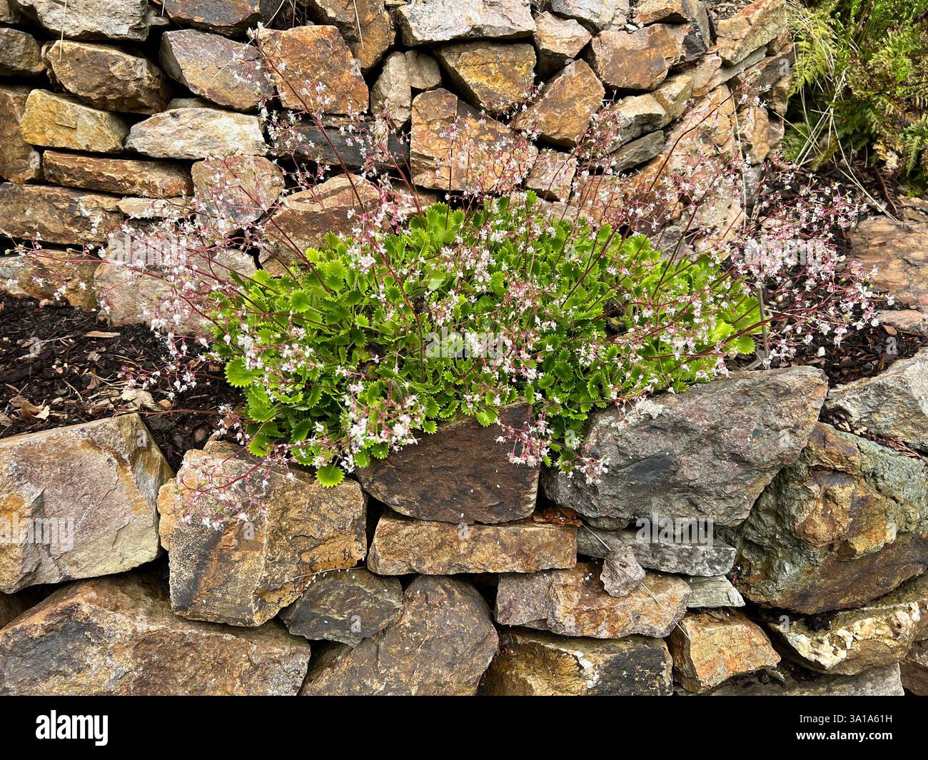 Saxifraga, Chinese saxifrage, is a pretty rock garden plant Stock Photo ...