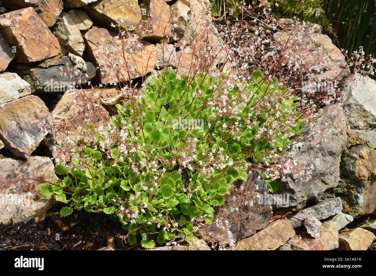 Saxifraga, Chinese saxifrage, is a pretty rock garden plant Stock Photo ...