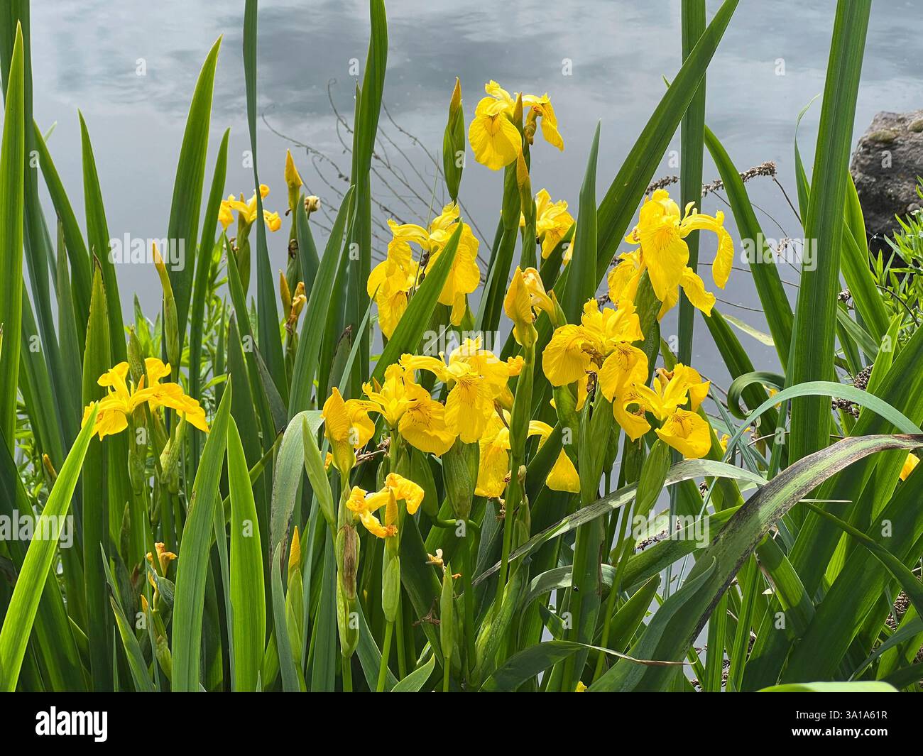 Marsh iris, Iris pseudacorus, is an aquatic and medicinal plant with yellow flowers Stock Photo ...