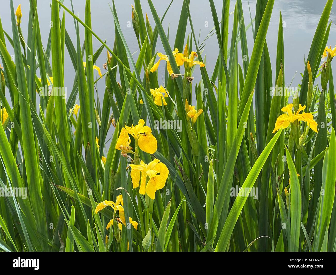 Marsh iris, Iris pseudacorus, is an aquatic and medicinal plant with ...