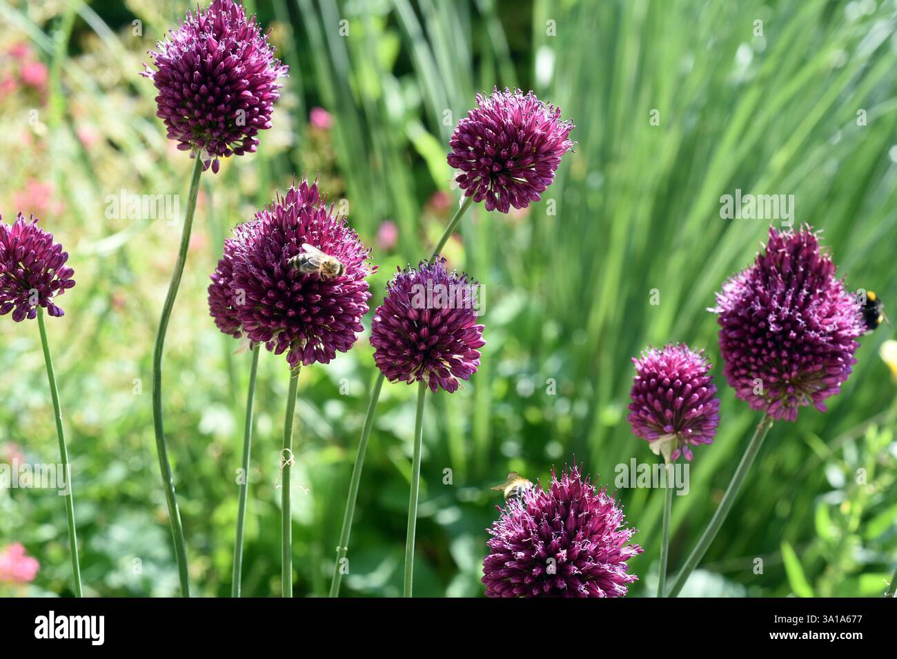 Ornamental Lily, Allium is a beautiful ornamental plant in the garden ...