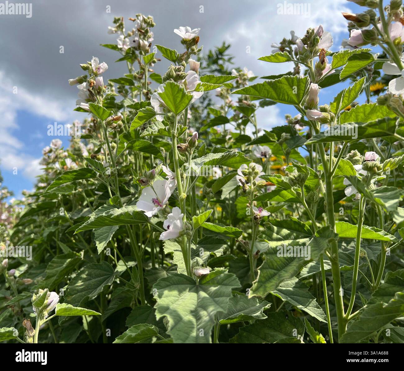 Marshmallow, Althaea officinalis, is an important medicinal plant with ...