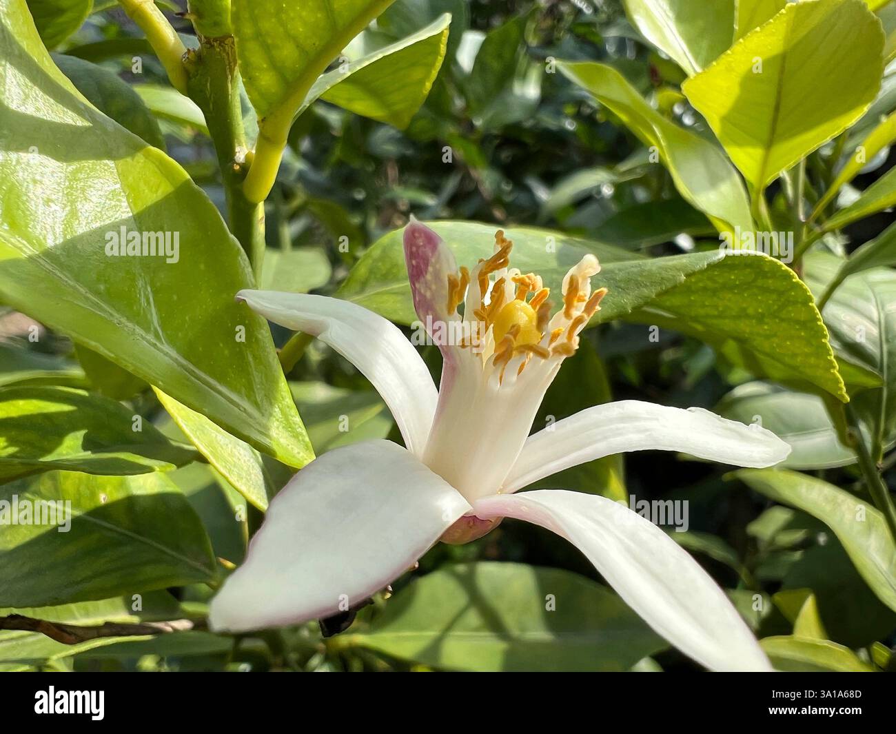 Strong scent of citrus hi-res stock photography and images - Alamy