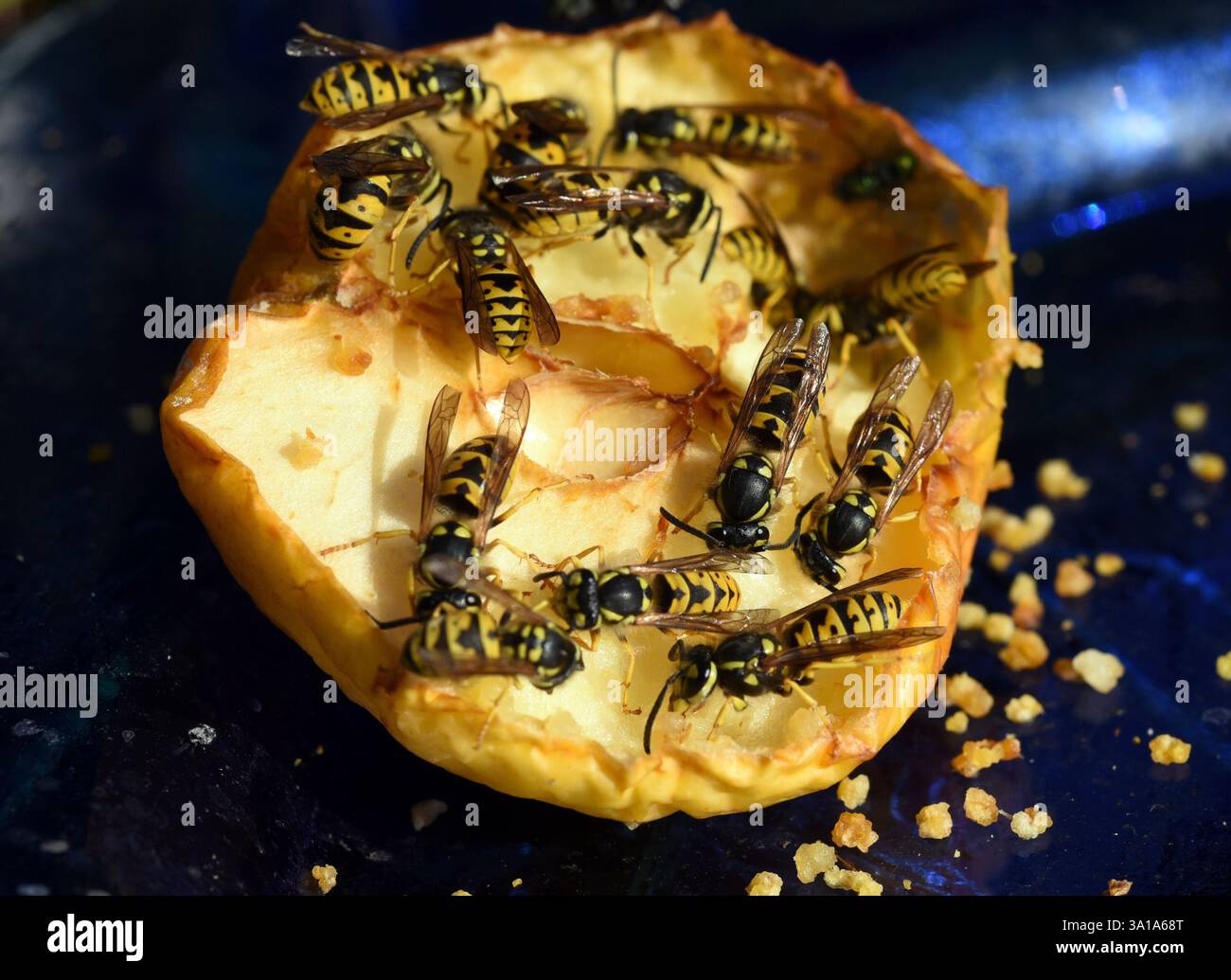 Is a useful and protected insect hi-res stock photography and images ...