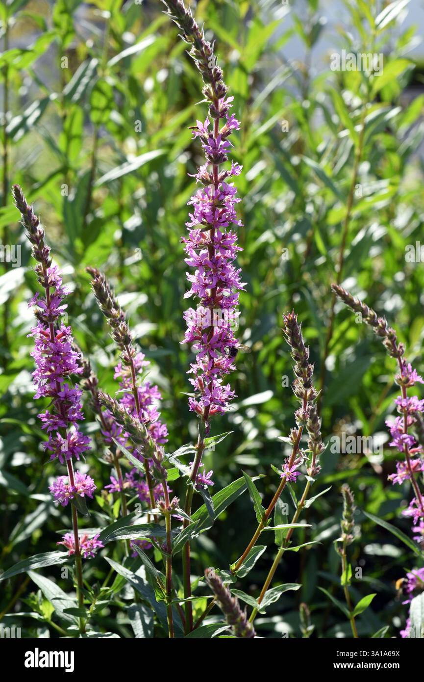 Loosestrife, Lythrum salicaria is a wild medicinal plant with purple ...