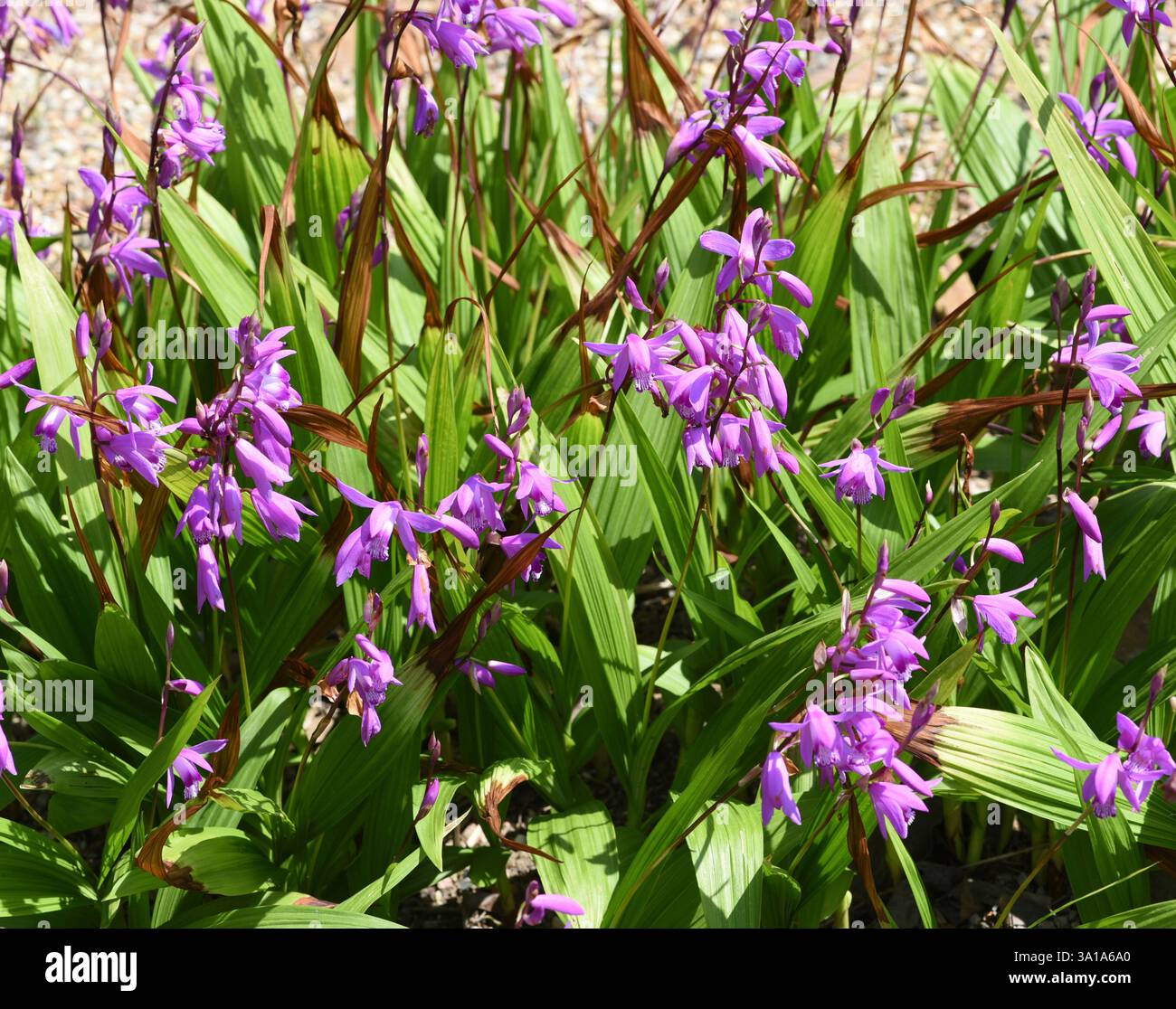 China outdoor orchid, Bletilla striata, has enchanting flowers and rich ...