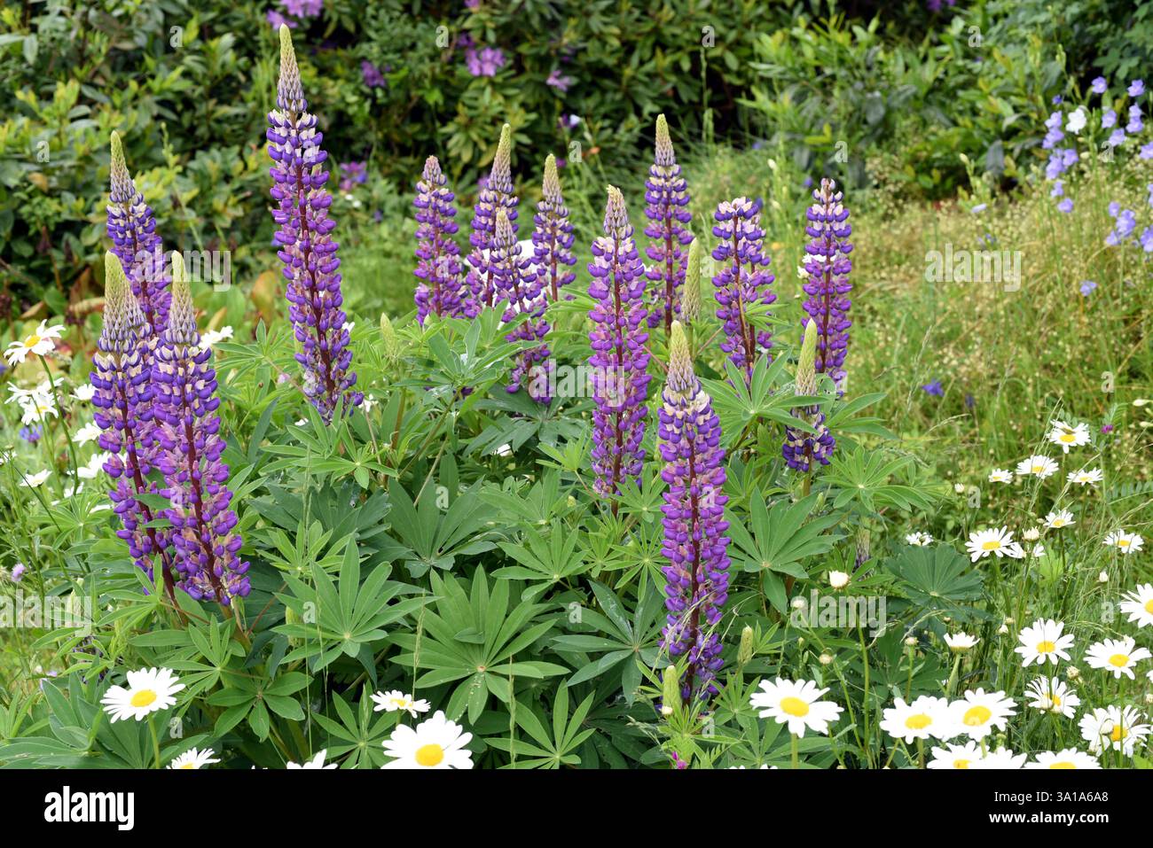 Lupine, Lupinus angustifolius, is an attractive flower that grows wild ...