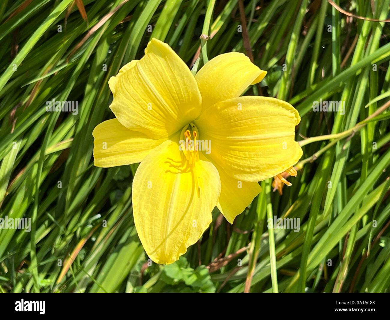 Daylily, Hemerocallis, is a beautiful summer flower with partly yellow ...