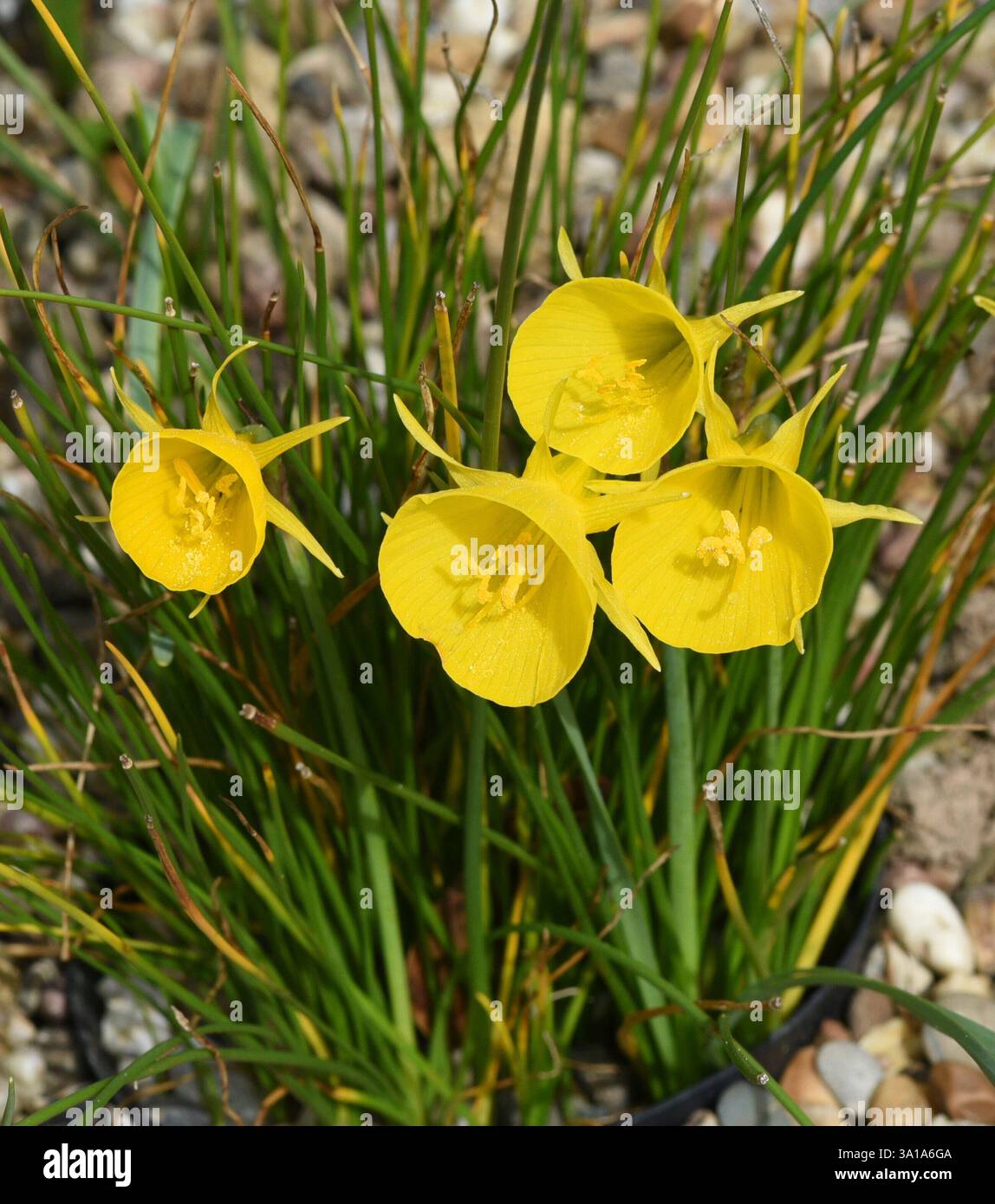 Daffodils are very attractive early bloomers with predominantly yellow ...