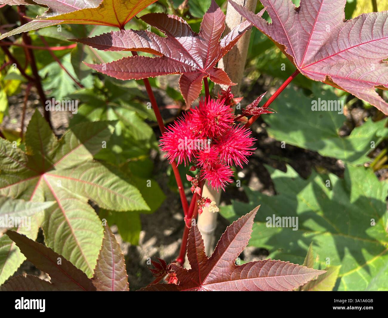Castor oil, Ricinus communis, is a poisonous and medicinal plant with ...
