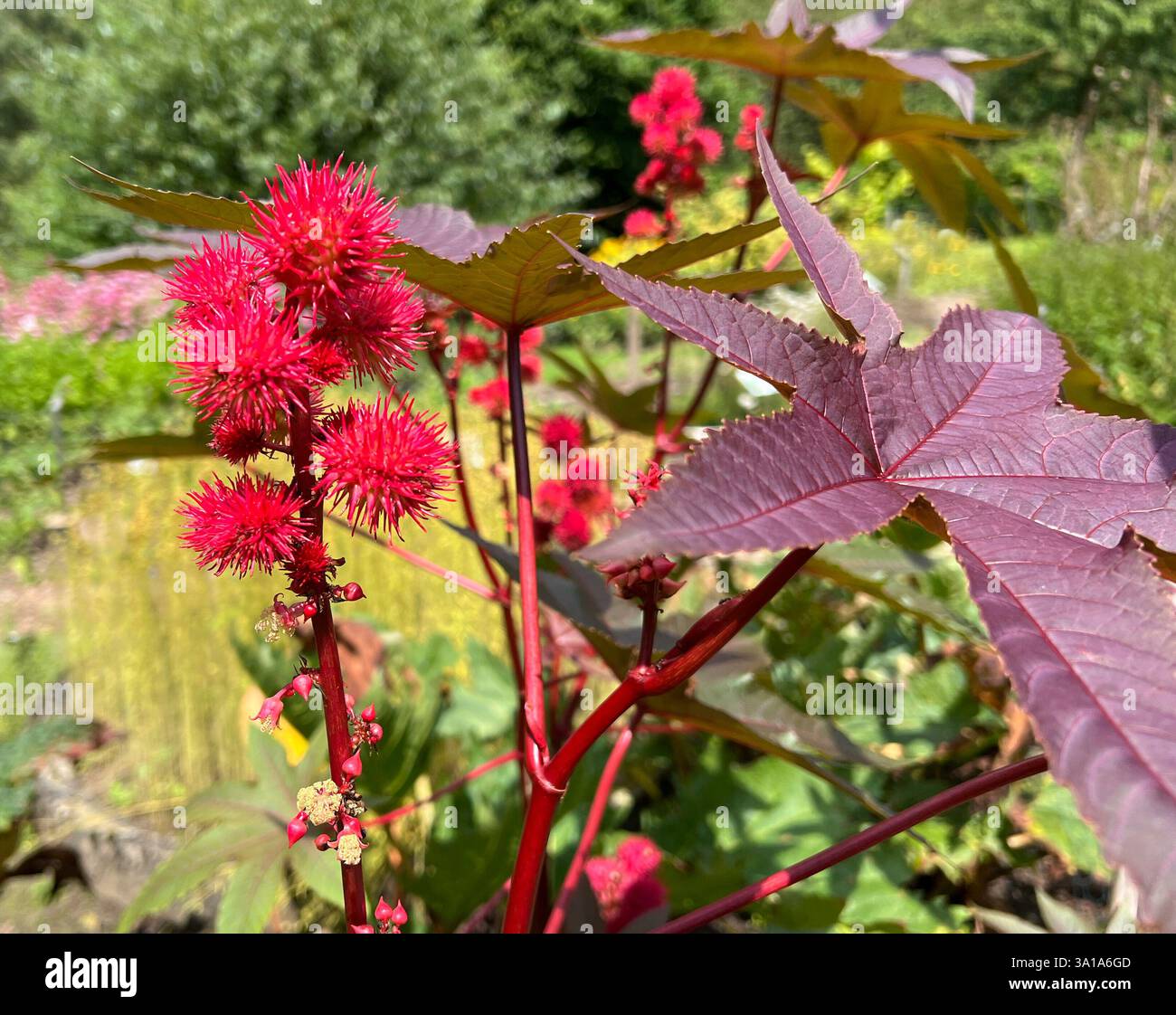 Castor oil, Ricinus communis, is a poisonous and medicinal plant with ...