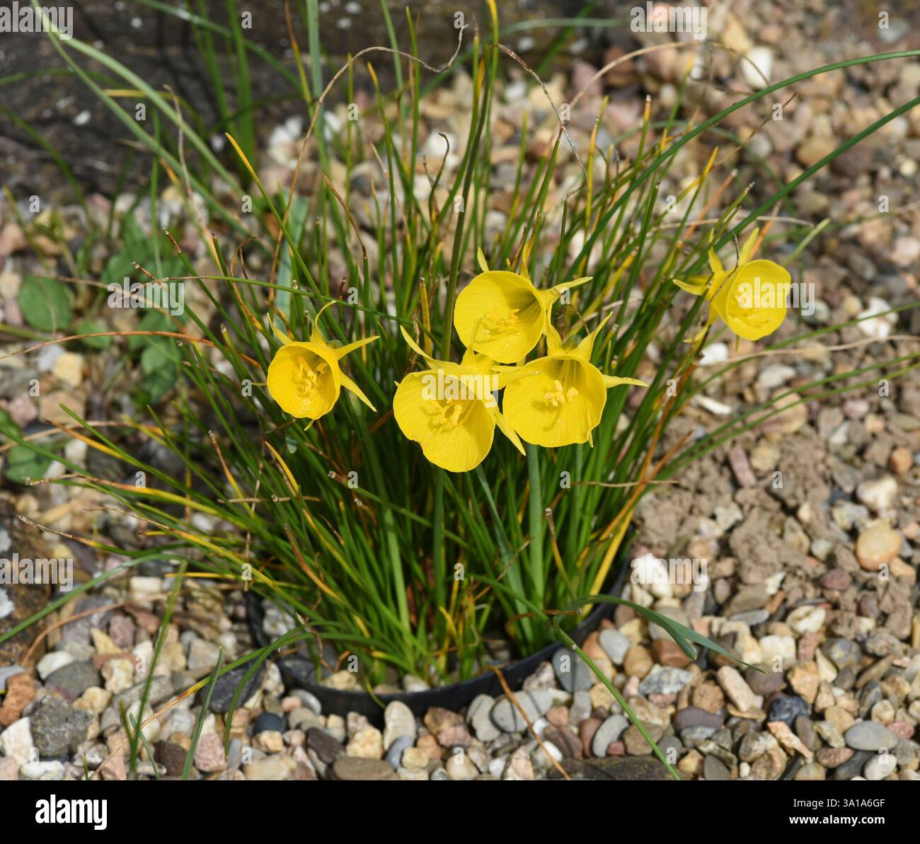 Daffodils are very attractive early bloomers with predominantly yellow ...