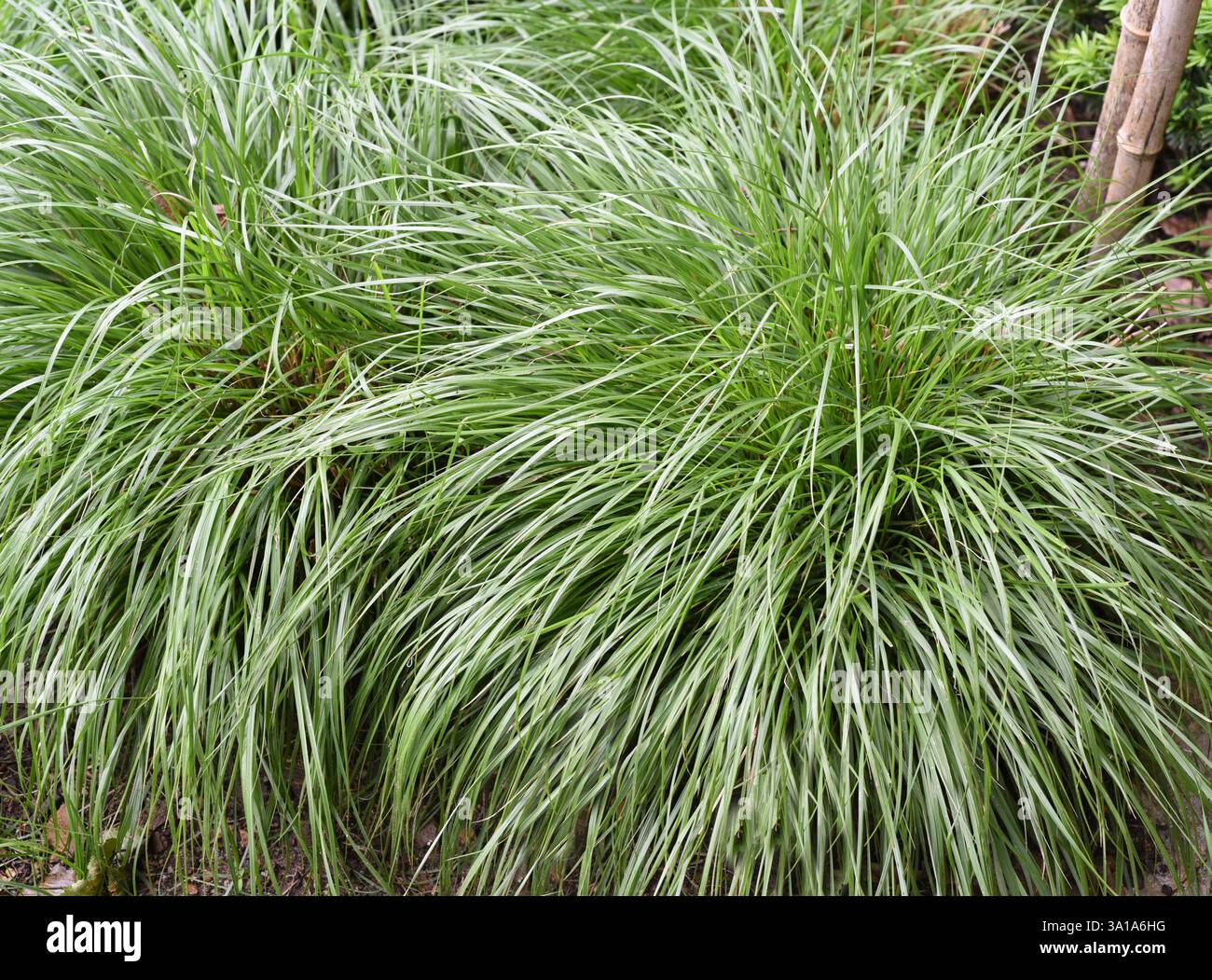 Sedge, Carex, is evergreen and hardy and therefore provides an intense ...