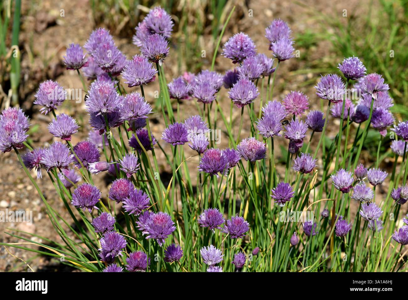 Chives, Allium schoenoprasum, are an important medicinal and medicinal ...