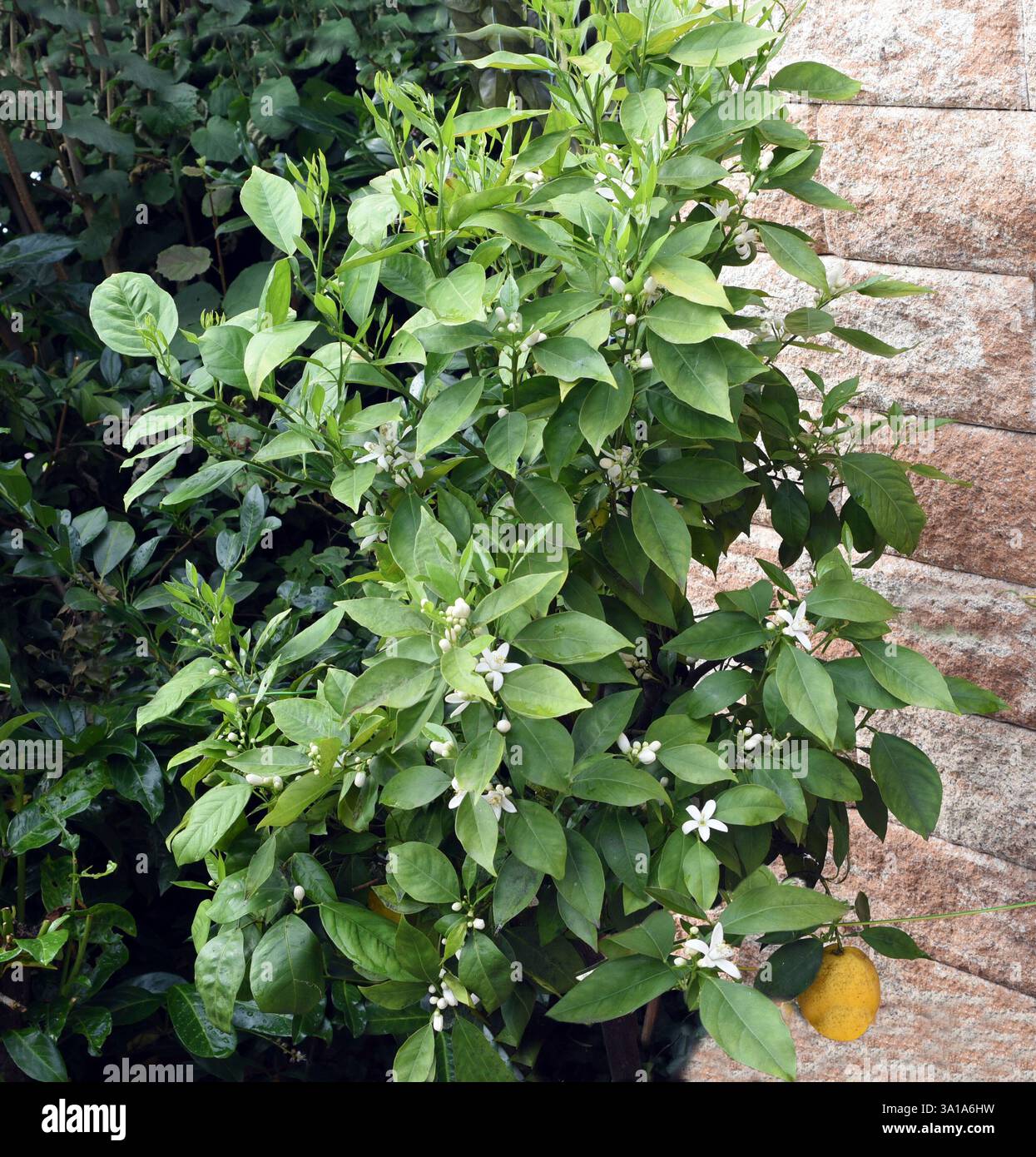 Orange, Citrus sinensis, is an exotic fruit that is also used as a ...