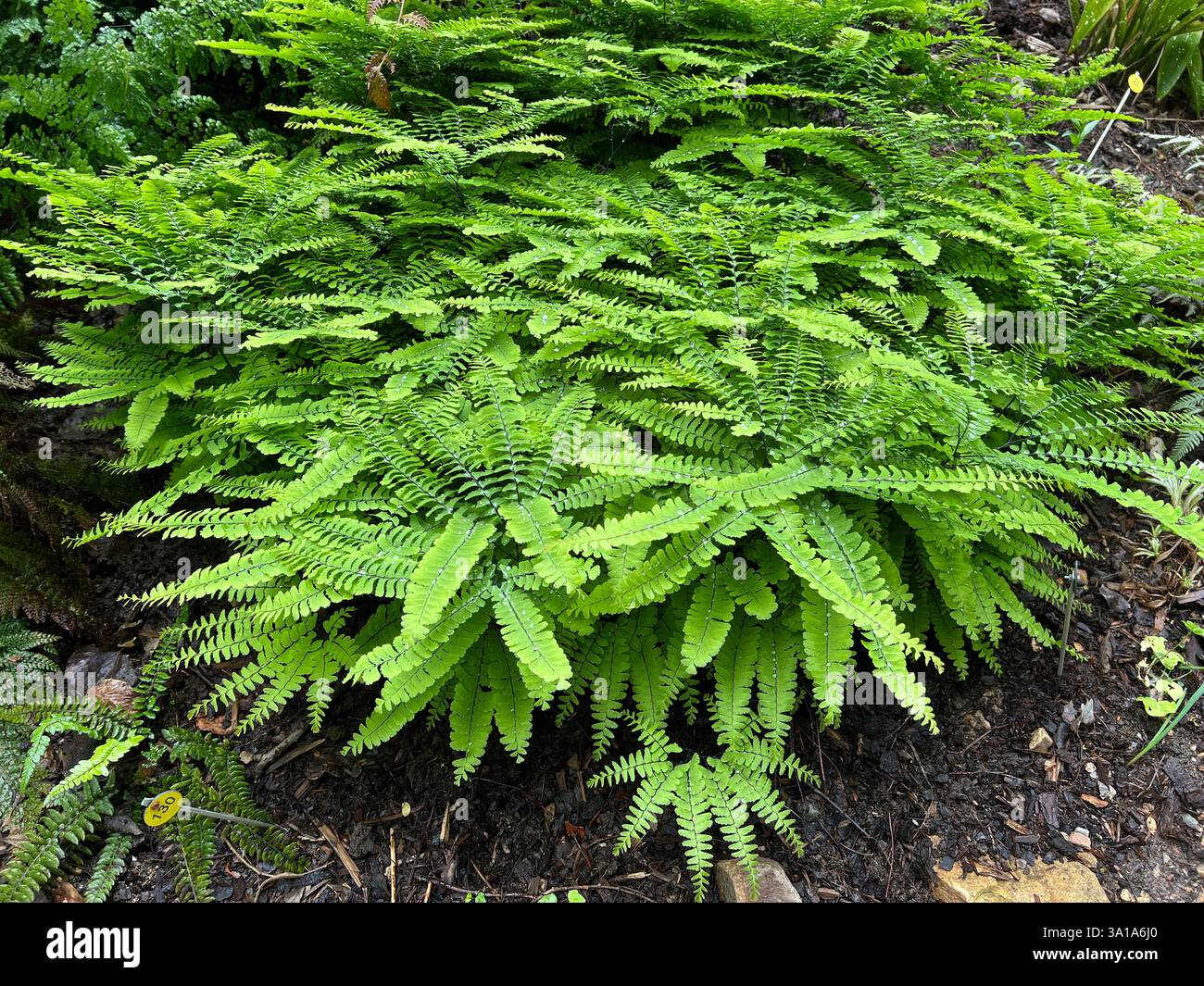 Peacock fern or horseshoe fern, Adiantum pedatum is a pretty fern ...