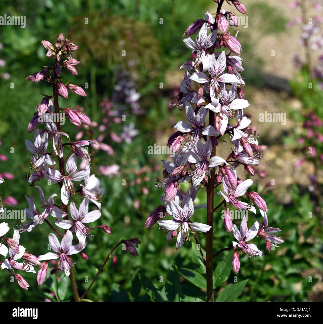 Diptam, Dictamnus albus, is an important medicinal plant with pink ...