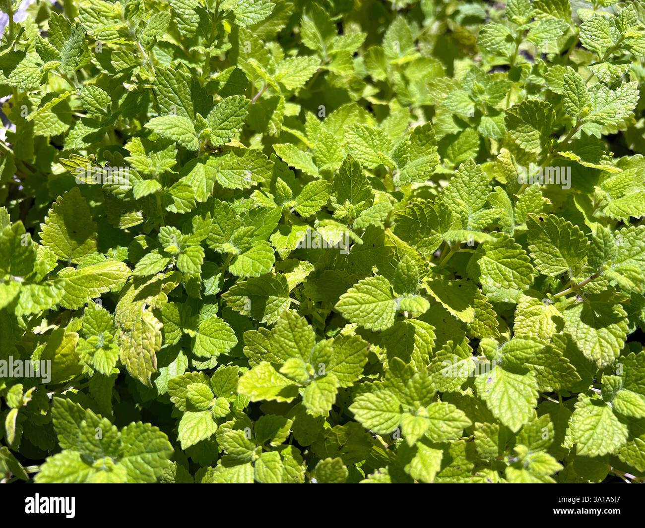 Lemon balm Melissa officinalis, is an important medicinal plant and an ...