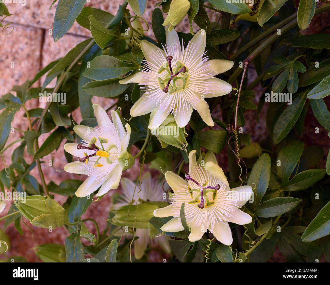 Passion flower, Passiflora, caerulea is a climbing and medicinal plant ...