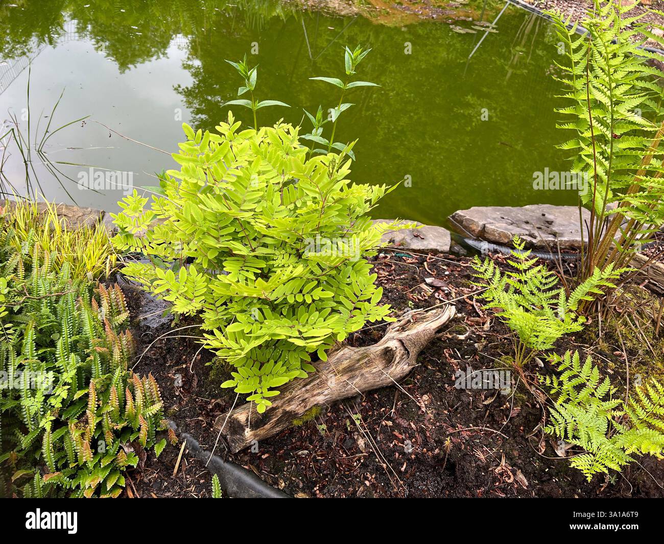 Royal dwarf hi-res stock photography and images - Alamy