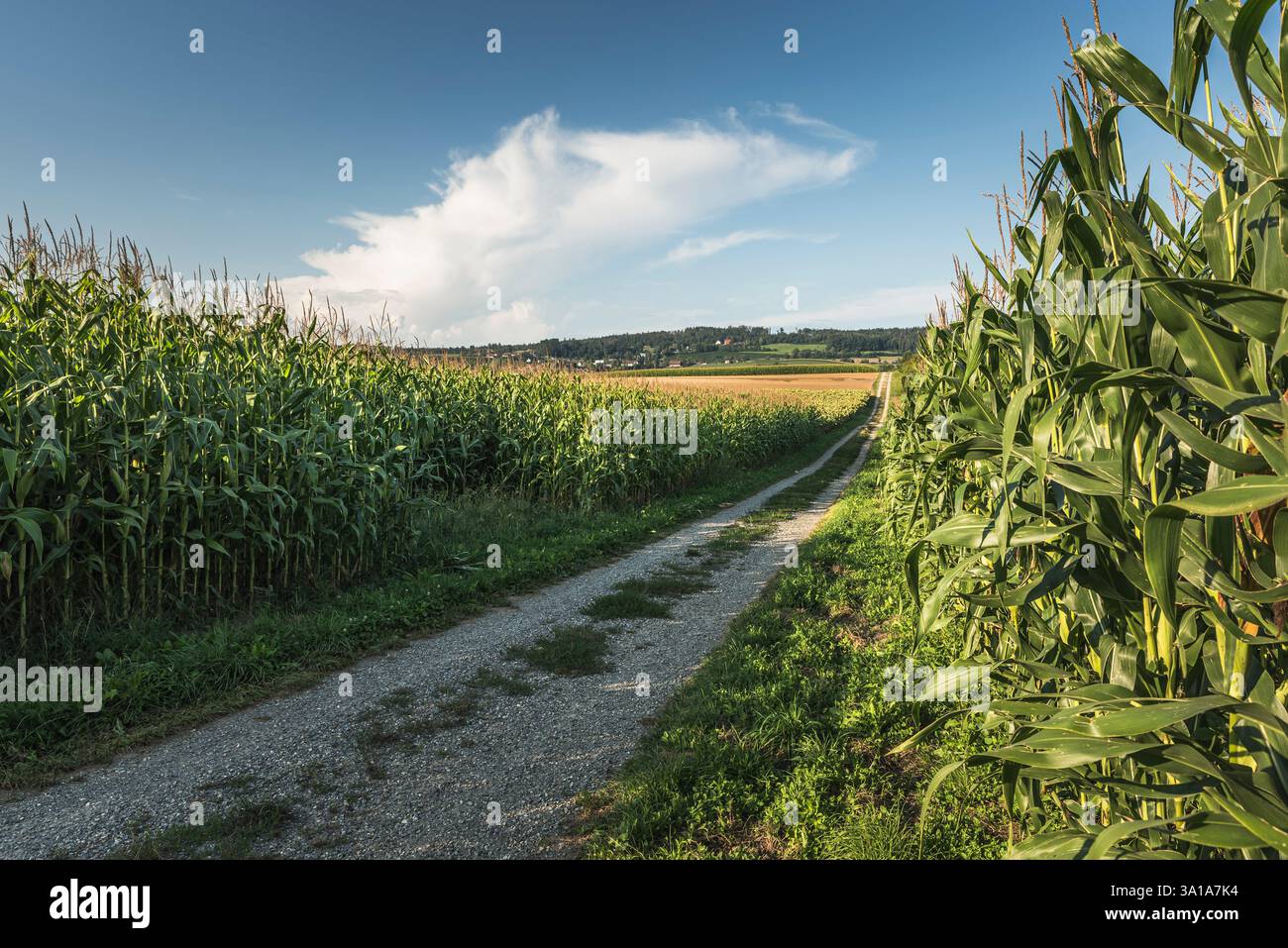 A dirt road leads through corn fields, landscape in the Swiss canton of ...