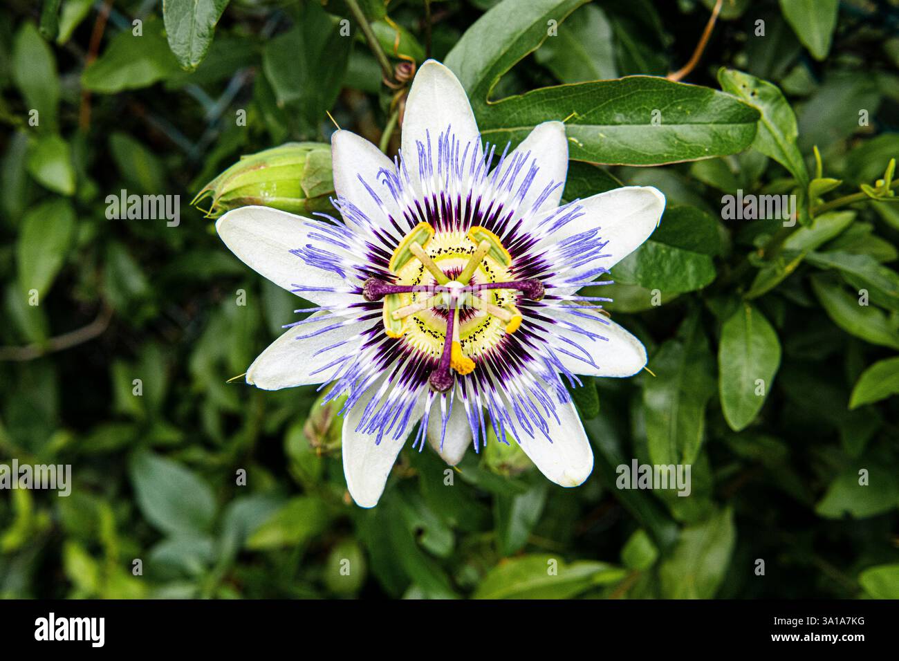 Beautiful exotic passiflora flower close hi-res stock photography and ...