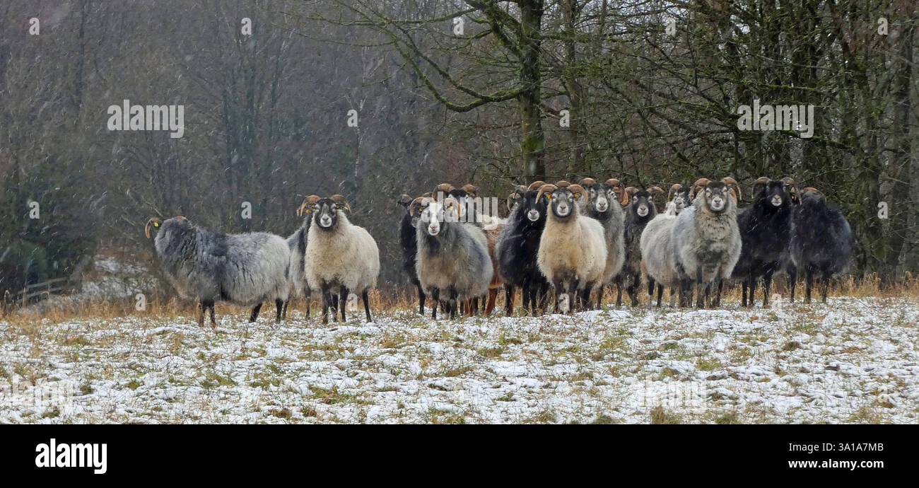 Herd good sheep hi-res stock photography and images - Alamy