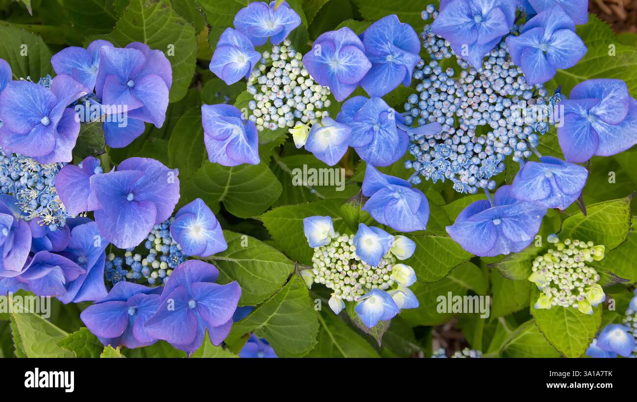 Blue hydrangea flowers in the garden Stock Photo - Alamy