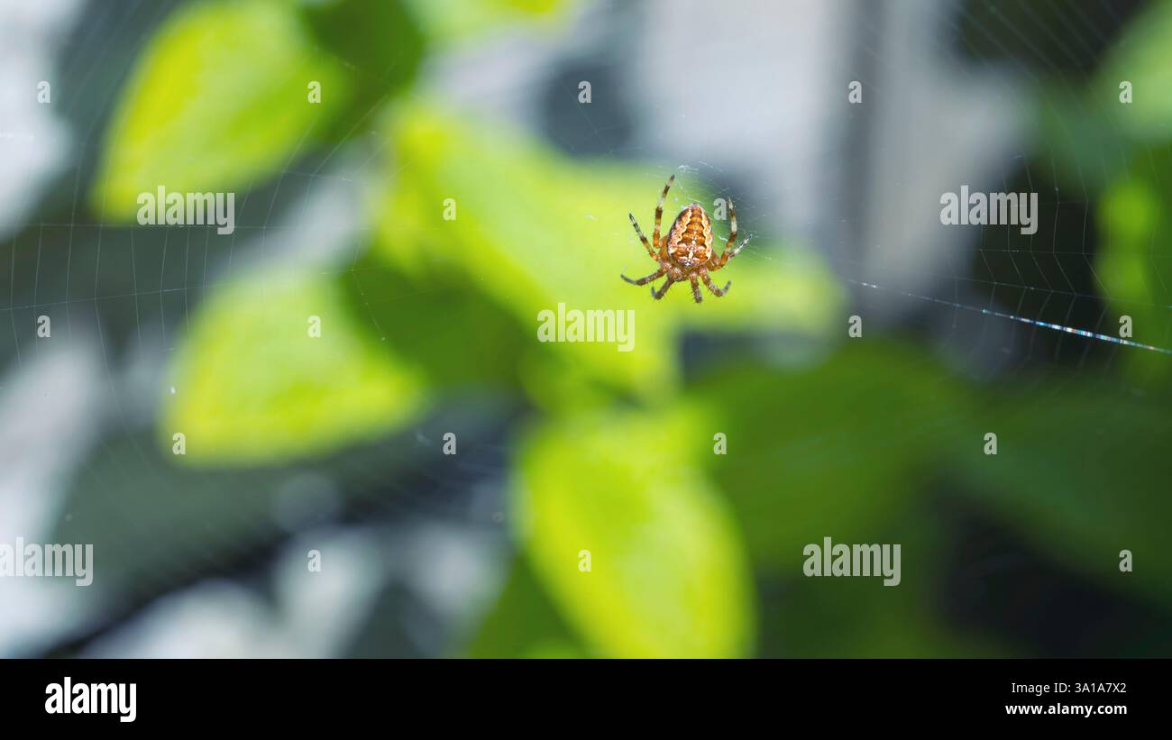 European garden spider with prey in spider web hi-res stock photography ...