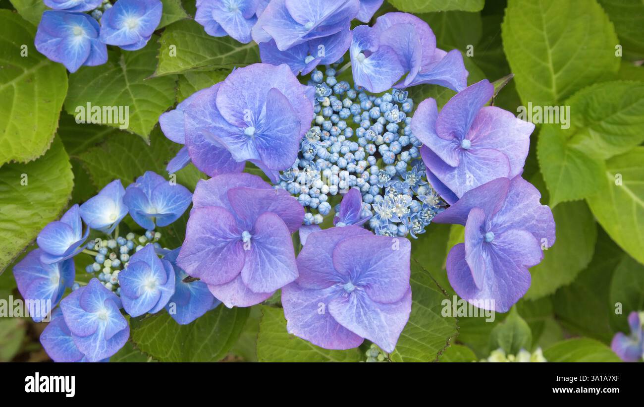Blue hydrangea flowers in the garden Stock Photo - Alamy