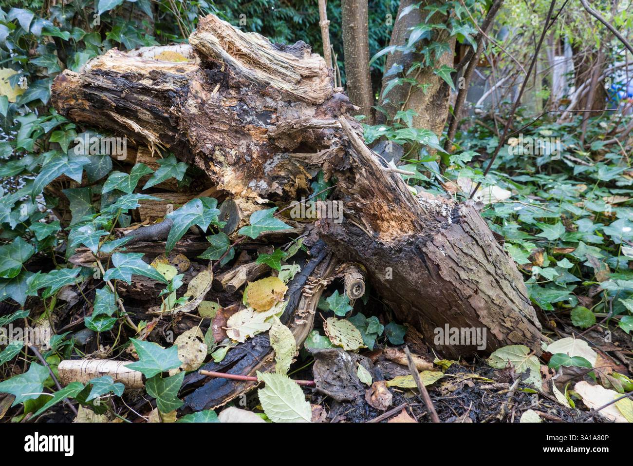 Tree stump is left standing as a habitat for insects hi-res stock ...