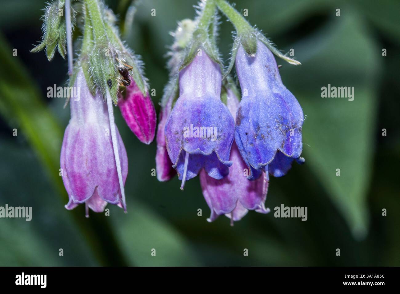 Comfrey (Symphytum officinale) - close-up of flowers Stock Photo - Alamy