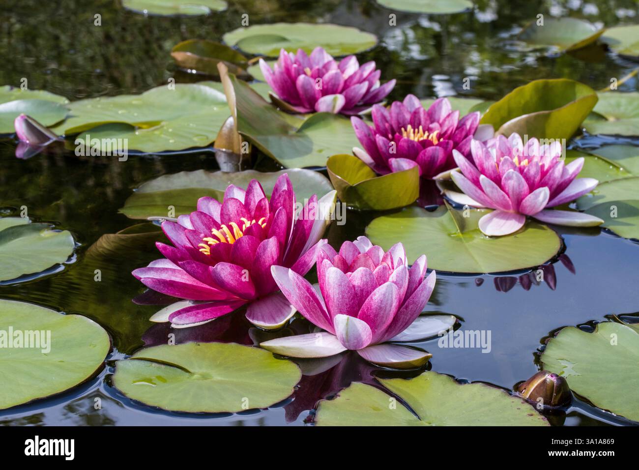 Red water lilies (Nymphaea hybrids) in the garden pond Stock Photo - Alamy