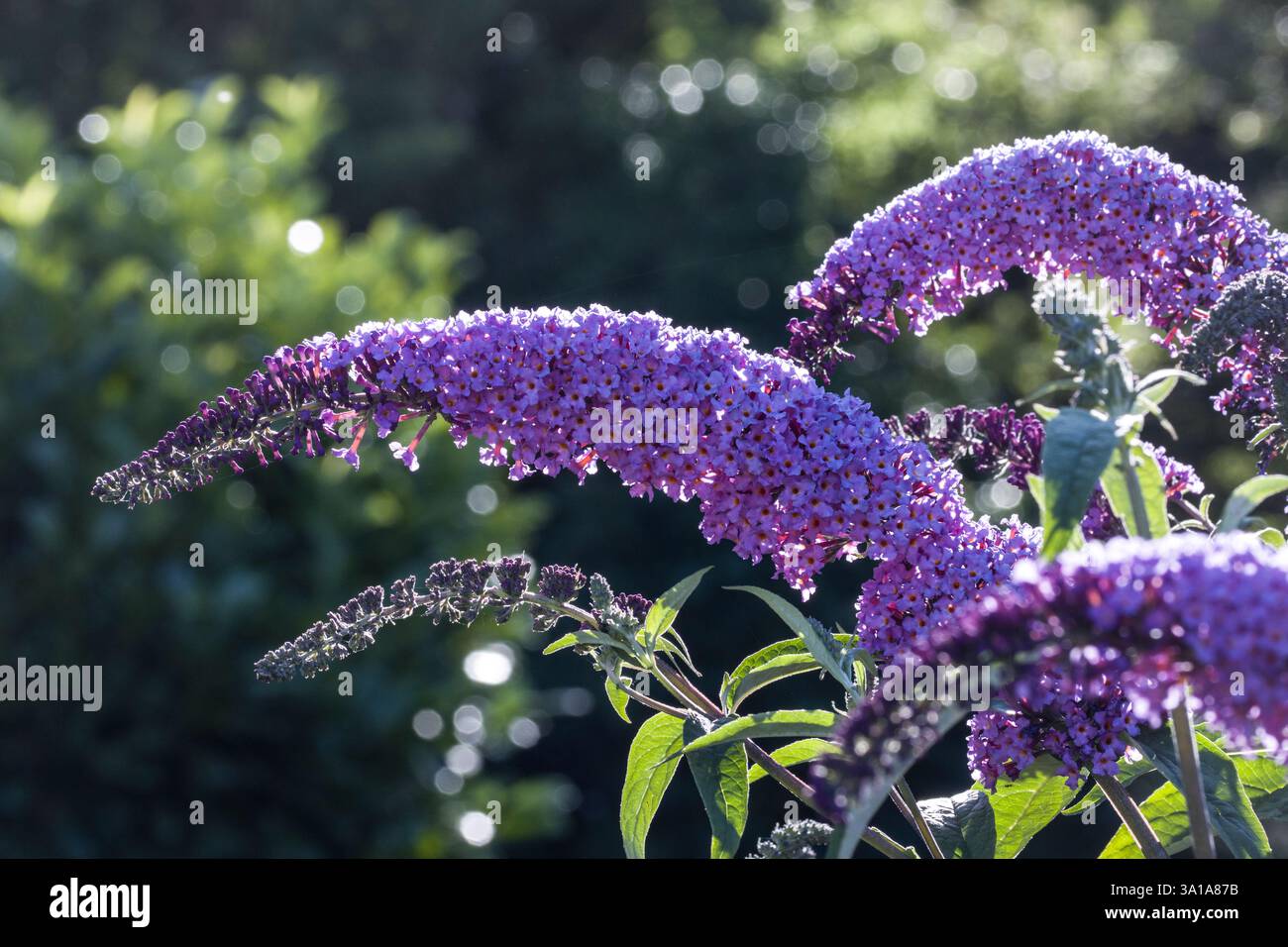 Butterfly bush, summer lilac (Buddleja davidii) - purple inflorescence ...