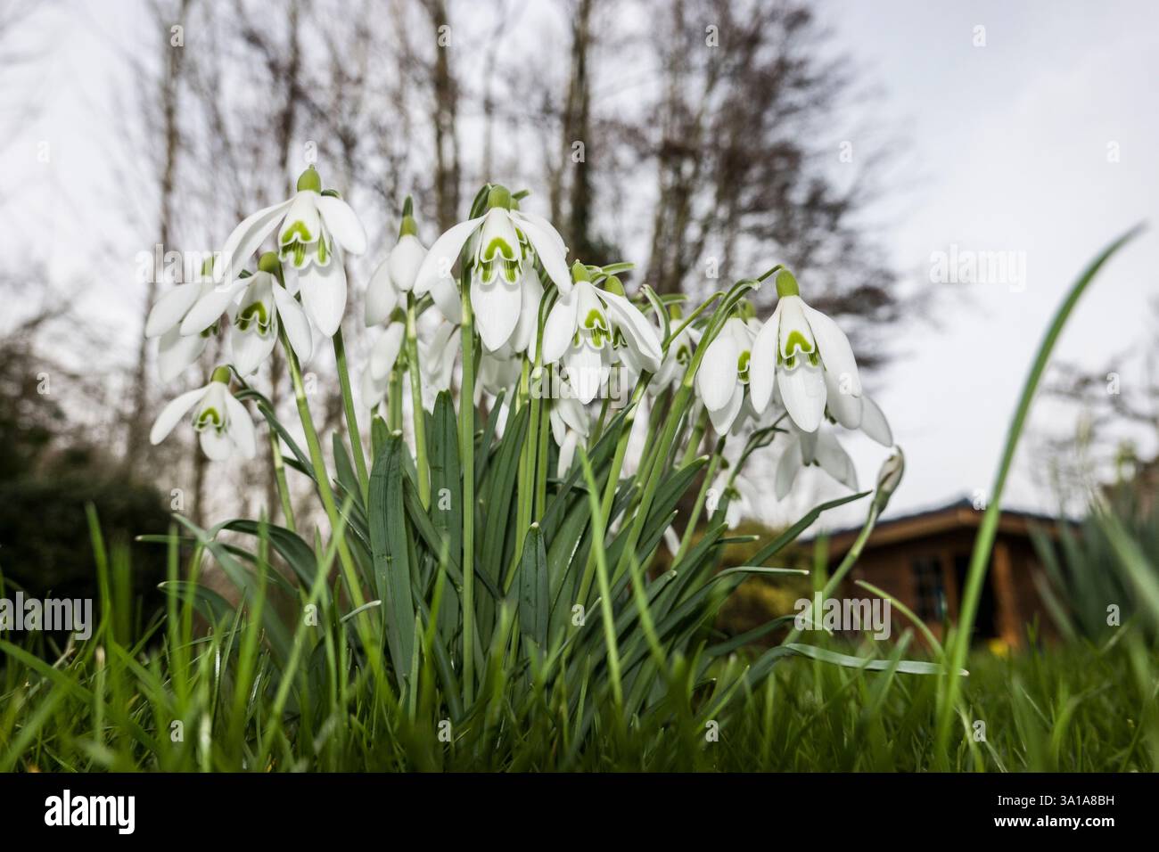 Small snowdrop (Galanthus nivalis), also known as the common snowdrop ...