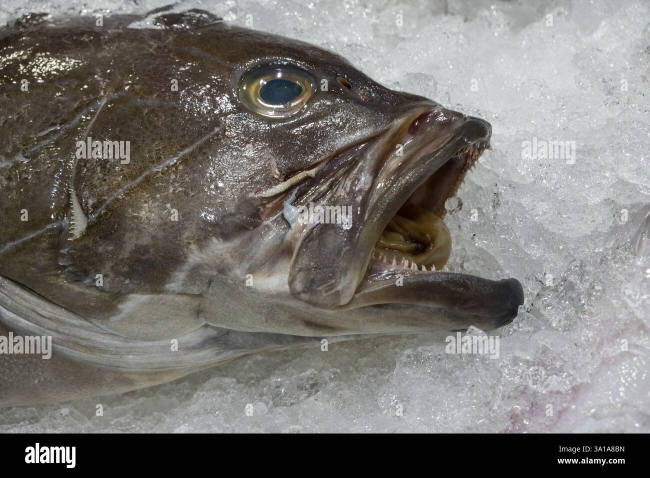 White grouper (Epinephelus aeneus) at the fish market, Tenerife, Canary ...