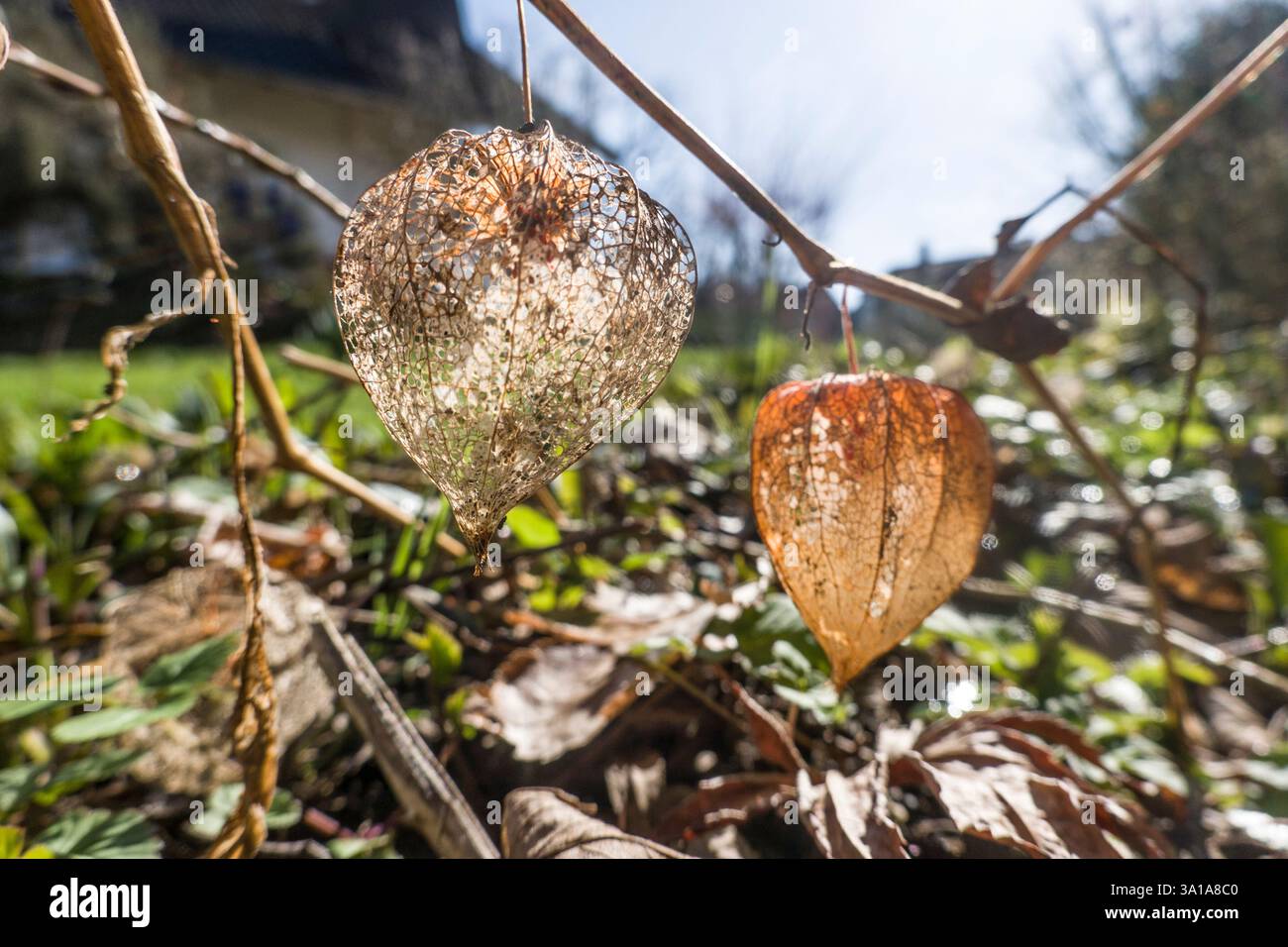 Lampion flower (Physalis alkekengi) - fruit stalks from the previous ...