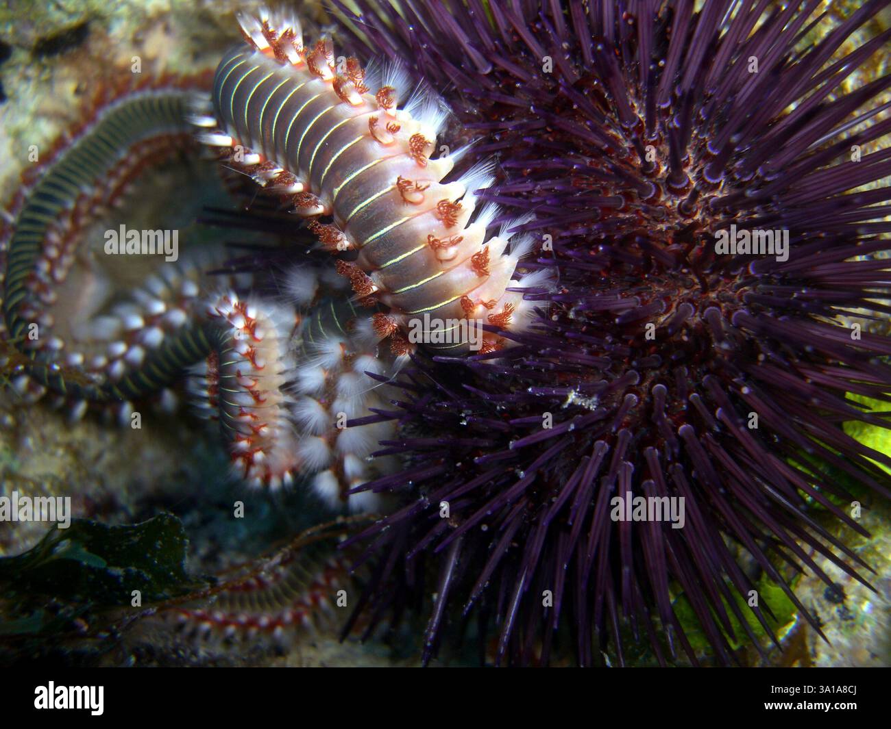 Bearded fireworm (Hermodice carunculata) on a sea urchin Stock Photo ...